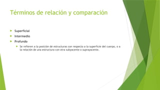 Anatomia Humana Y Composiciones Organica Pptx