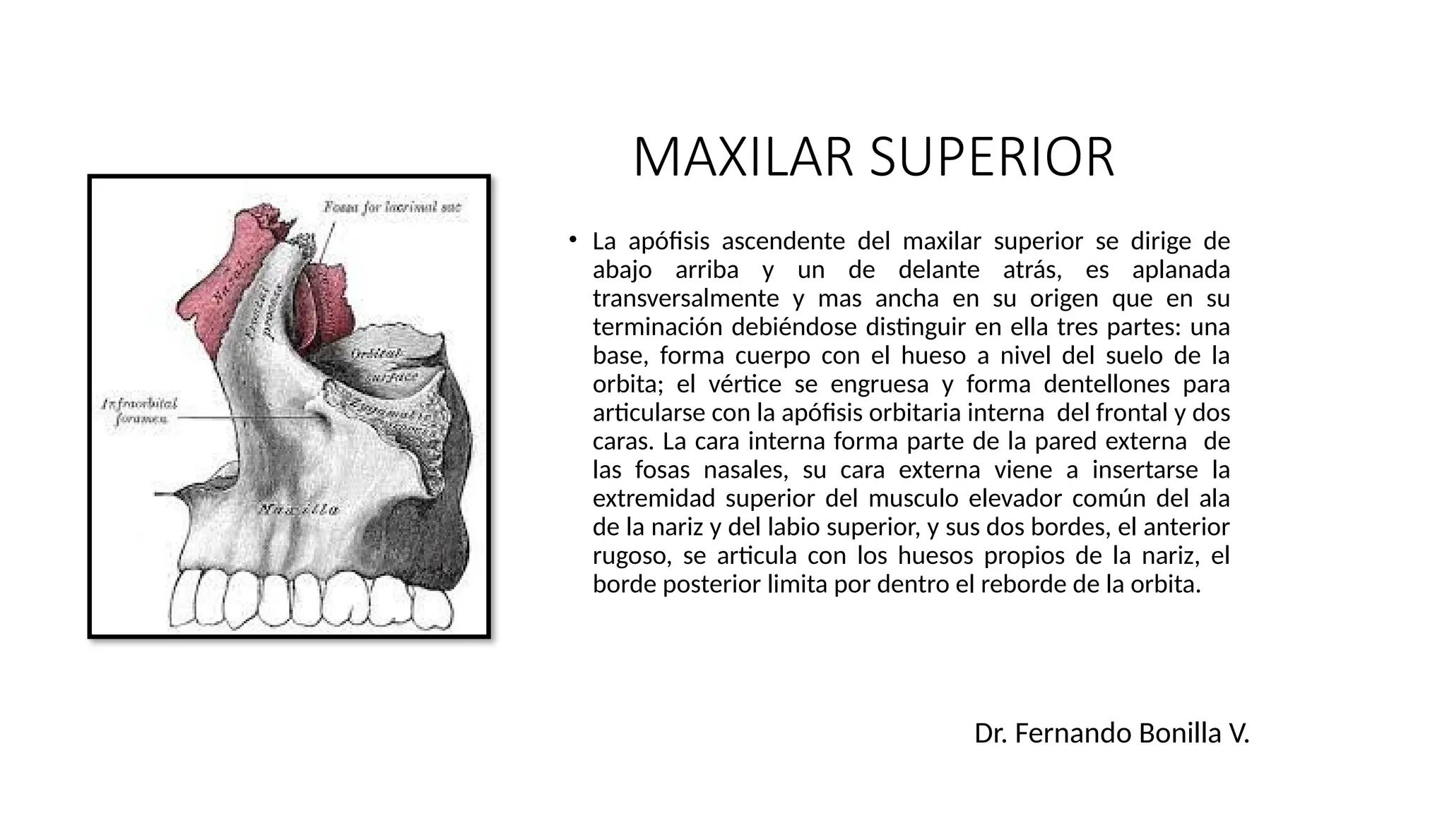 ANATOMIA HUMANA-Huesos de la Cara Rx.pptx