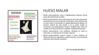 ANATOMIA HUMANA-Huesos de la Cara Rx.pptx