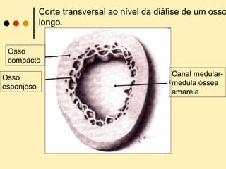 Anatomia humana sistema esquelético | PPT