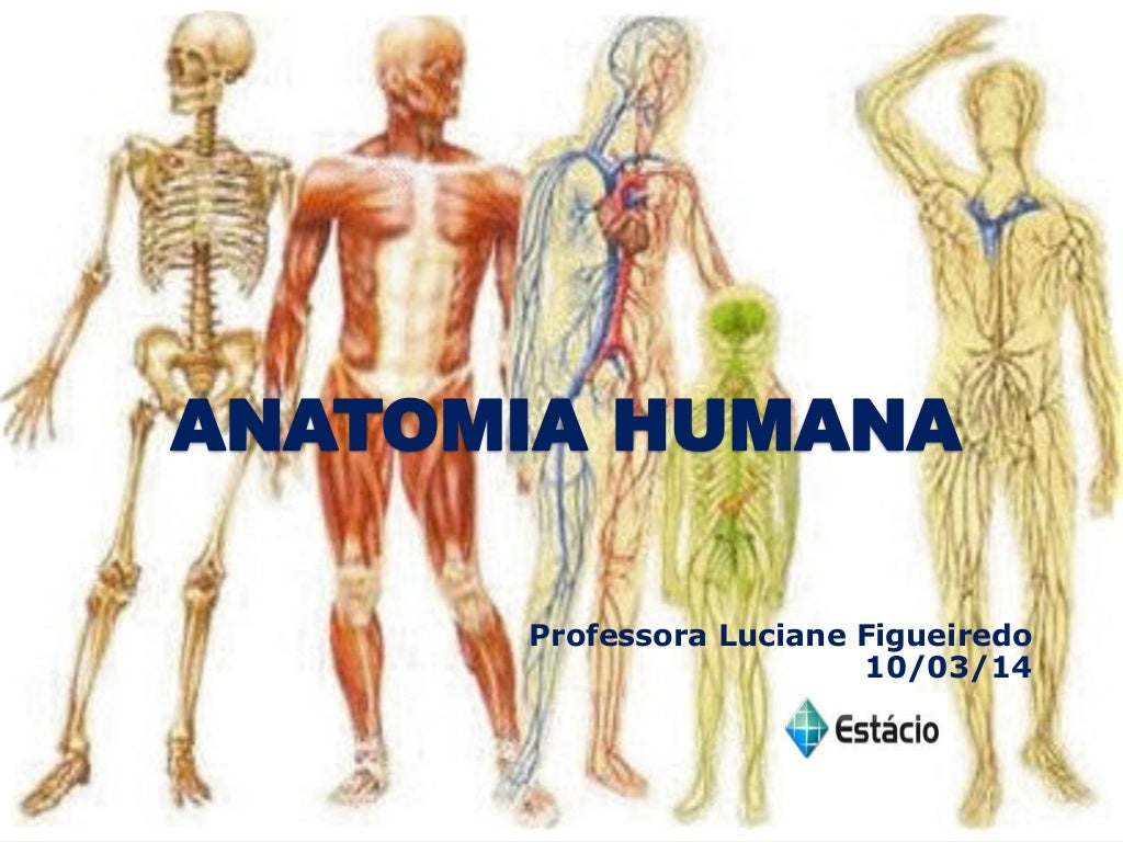 Anatomia humana 1ª aula 10 mar 2014