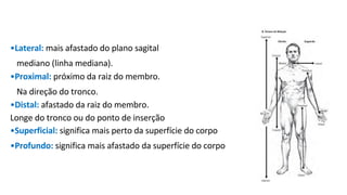 ANATOMIA HUMANA - AULA DE ANATOMIA 1 INTRODUÇÃO | PDF