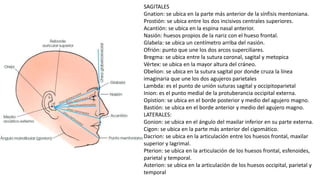 ANATOMIA HUMANA CABEZA1 - en donde se mezcla el cuello | PPTX