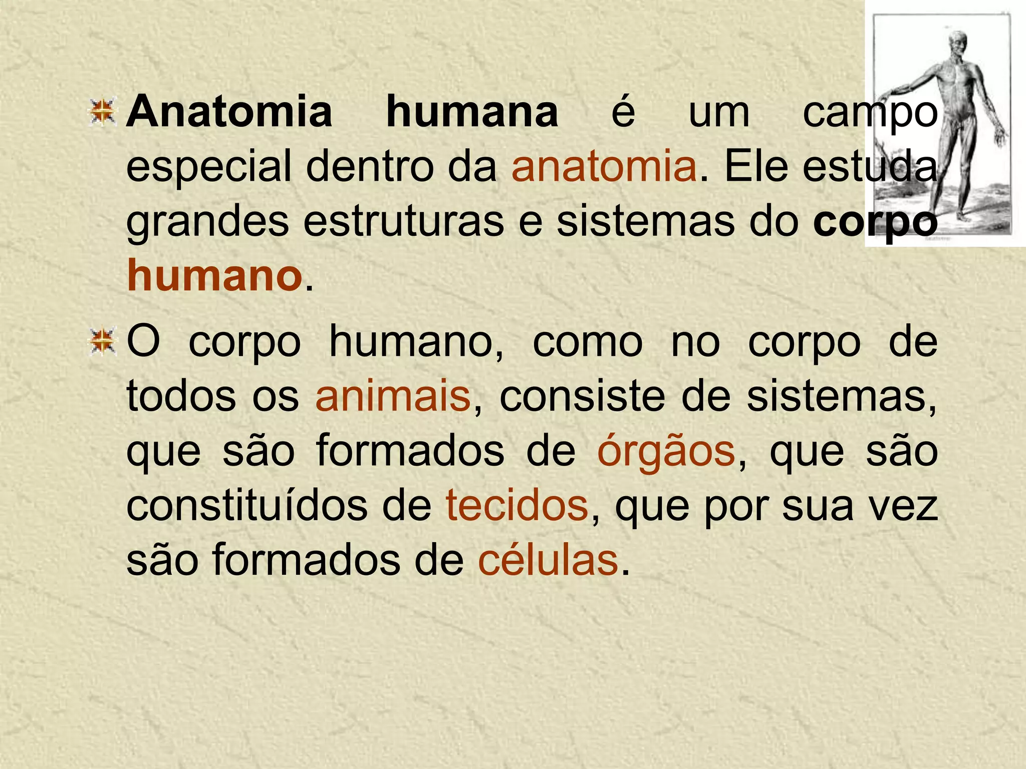 ANATOMIA HUMANA E ANIMAL 07.ppt