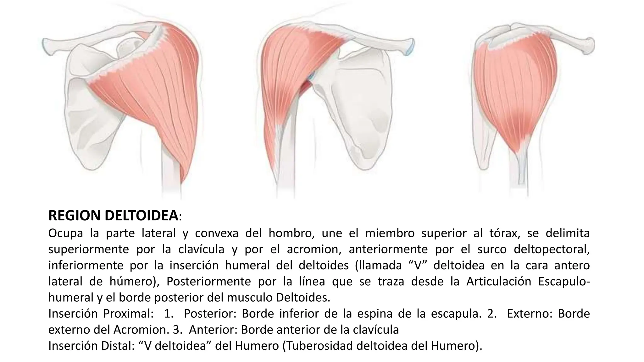 partes anatómicas del hombro, miembro superior. | PPTX