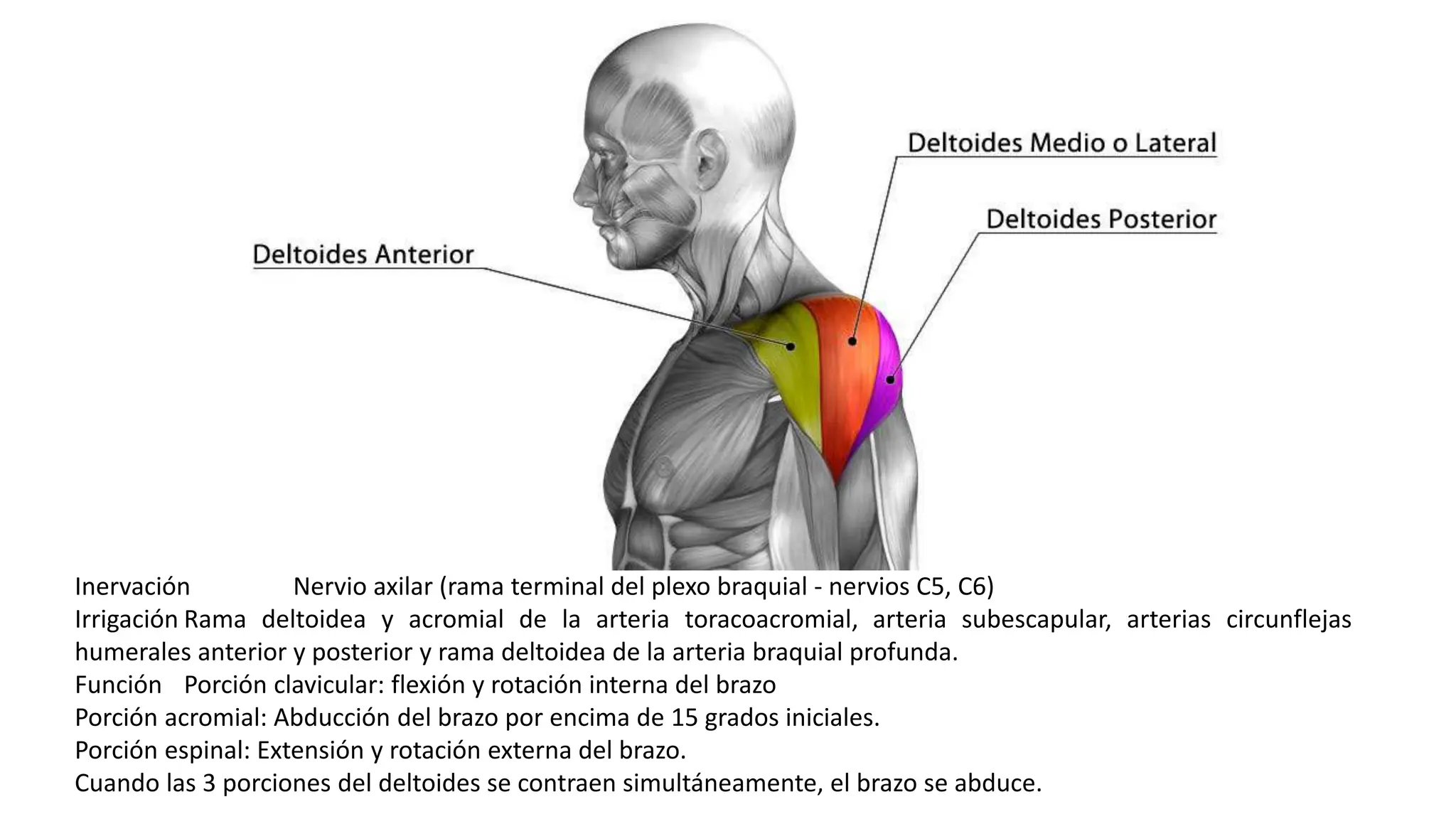 partes anatómicas del hombro, miembro superior. | PPTX