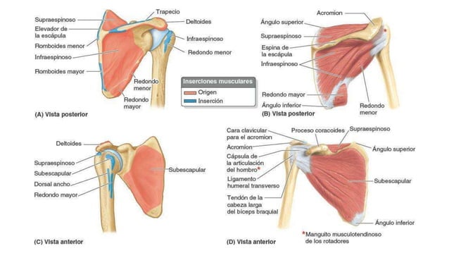 partes anatómicas del hombro, miembro superior. | PPTX