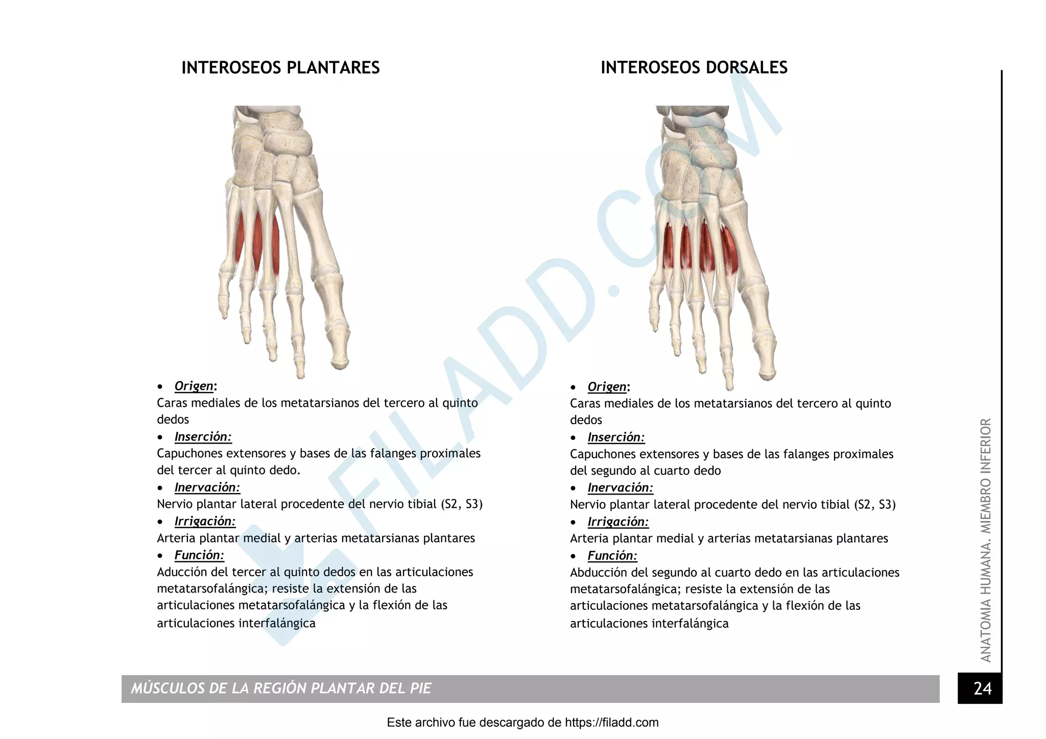 Anatomia_Humana_I_Musculos_Miembro_Infer.pdf