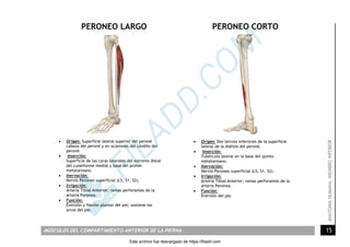 Anatomia_Humana_I_Musculos_Miembro_Infer.pdf