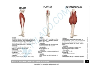Anatomia_Humana_I_Musculos_Miembro_Infer.pdf