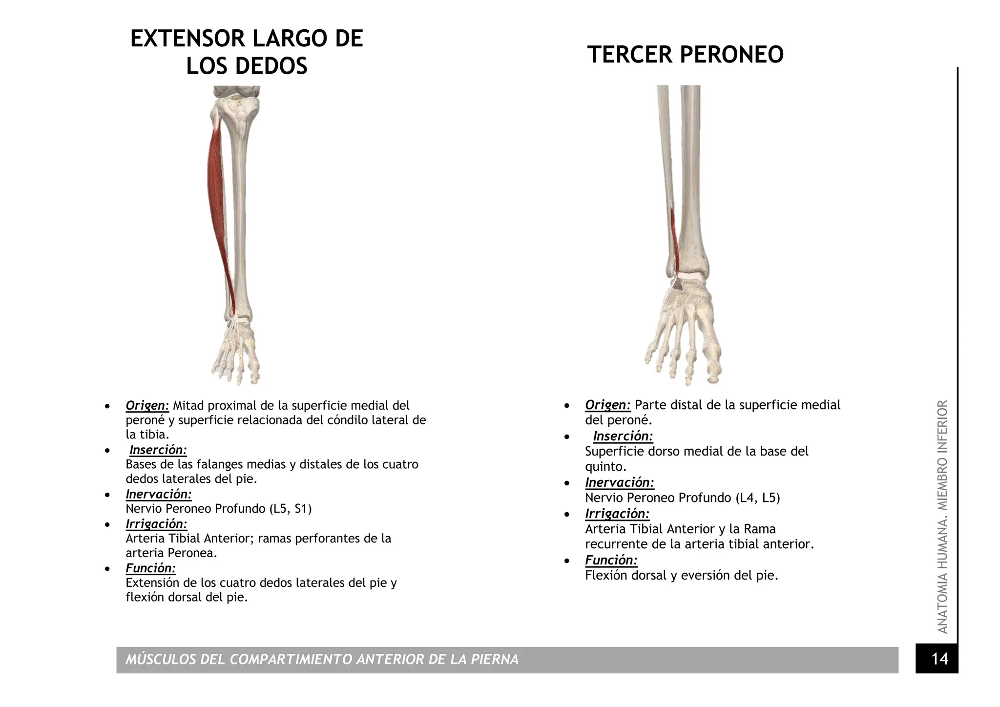 Anatomia_Humana_I_Musculos_Miembro_Infer.pdf