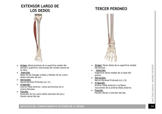 Anatomia_Humana_I_Musculos_Miembro_Infer.pdf