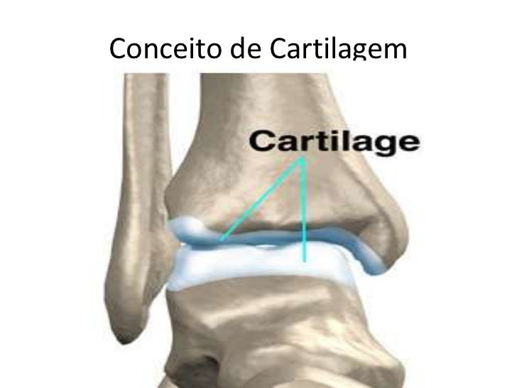 Anatomia humana slides