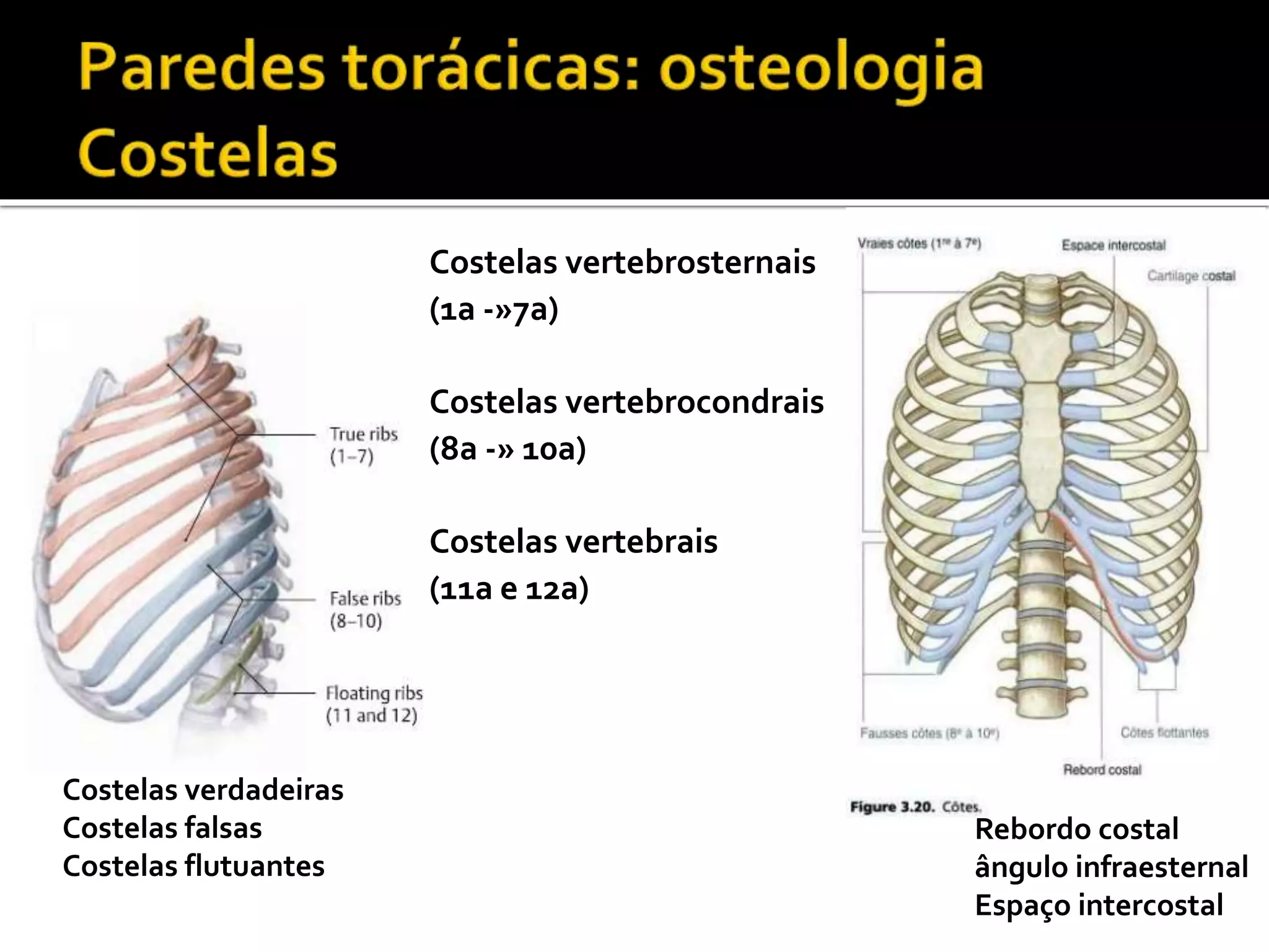 Human Anatomy |6 Thoracic Walls And Breast ; Anatomia Humana |6 paredes ...