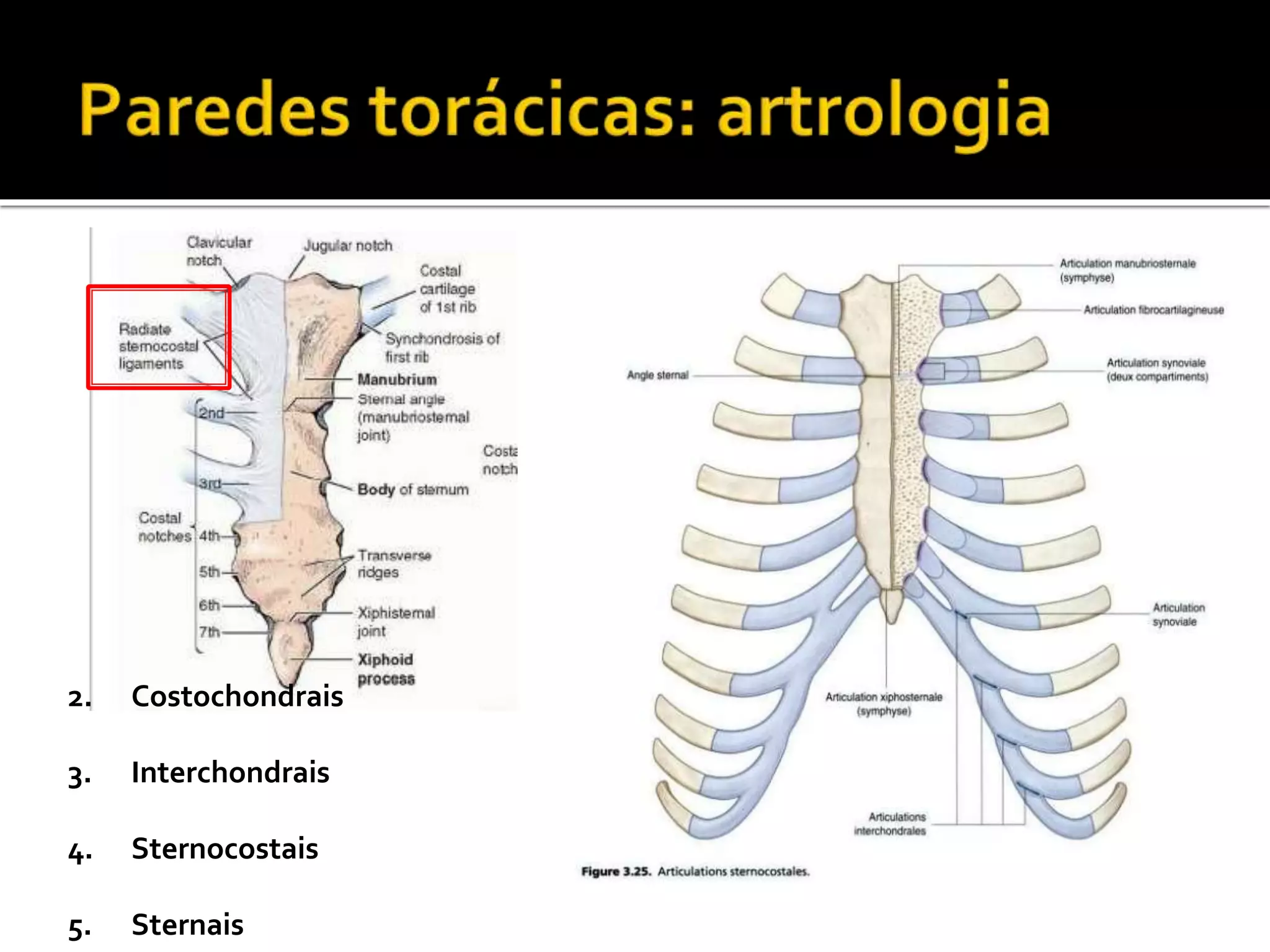 Human Anatomy |6 Thoracic Walls And Breast ; Anatomia Humana |6 paredes ...