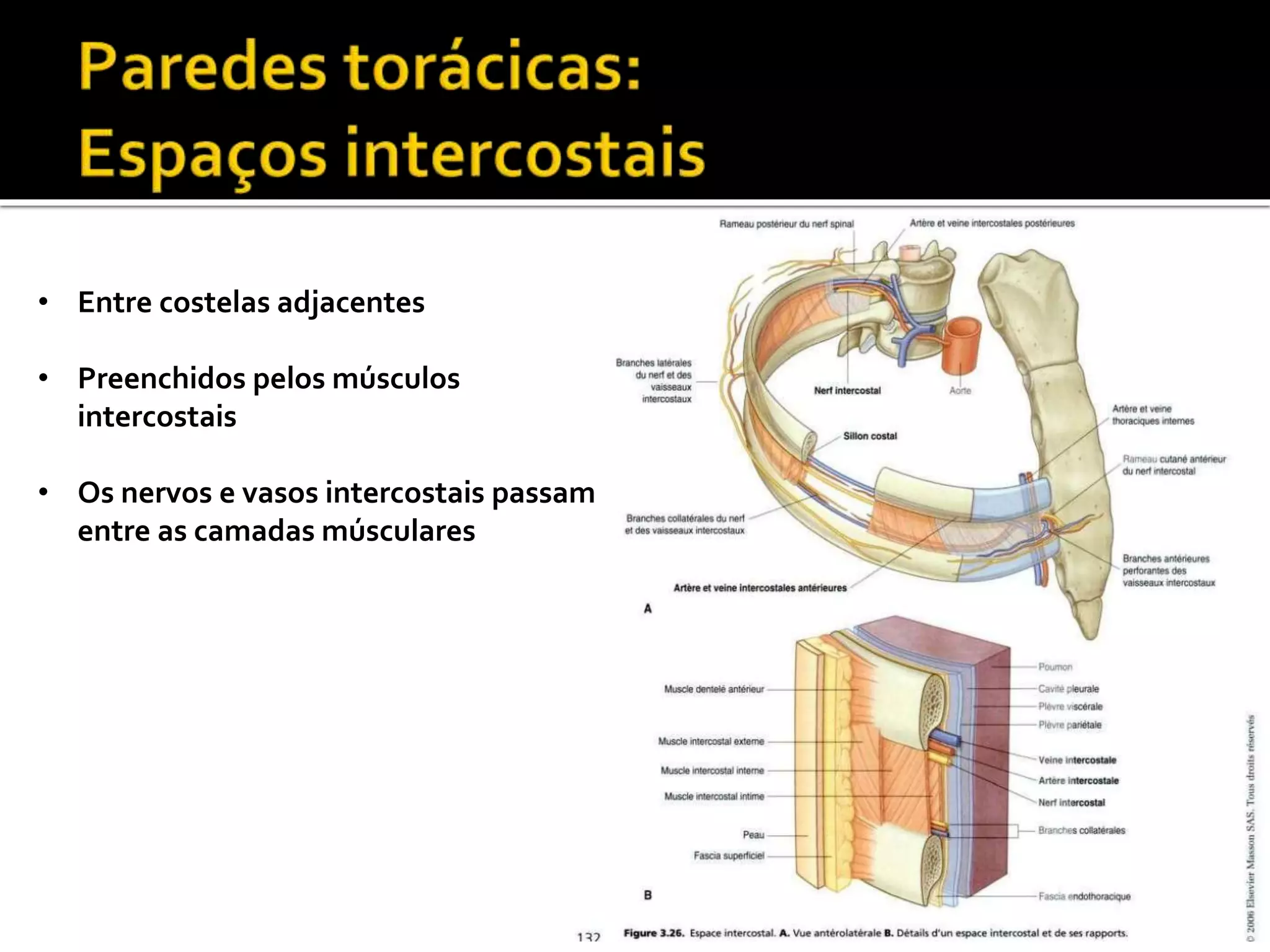Human Anatomy |6 Thoracic Walls And Breast ; Anatomia Humana |6 paredes ...