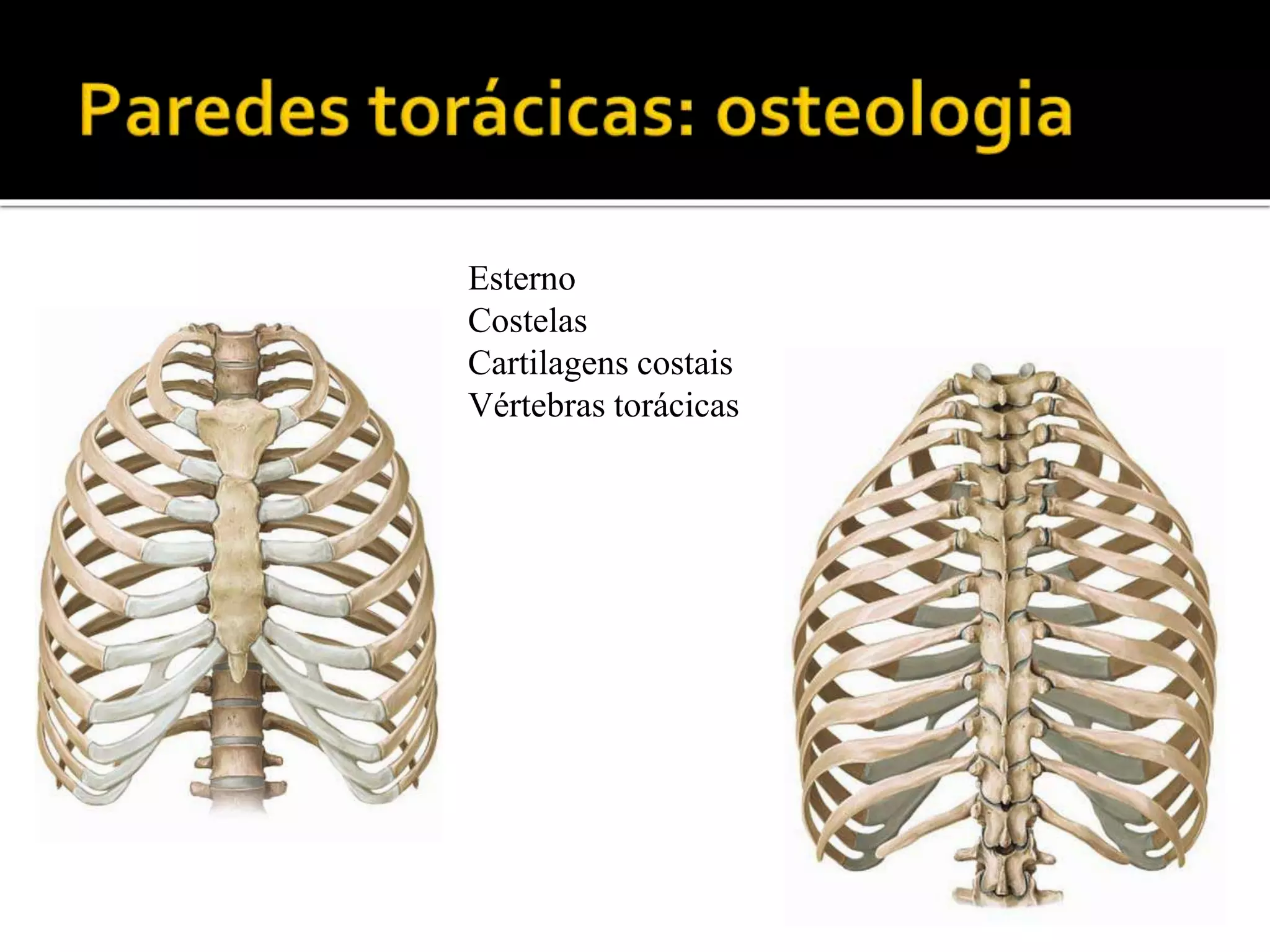 Human Anatomy |6 Thoracic Walls And Breast ; Anatomia Humana |6 paredes ...