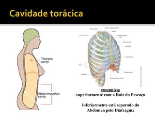 Human Anatomy |6 Thoracic Walls And Breast ; Anatomia Humana |6 paredes ...