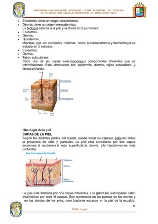 Anatomia humana la piel | DOCX