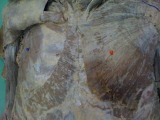 ANATOMIA HUMANA PARTE 2 | PPTX