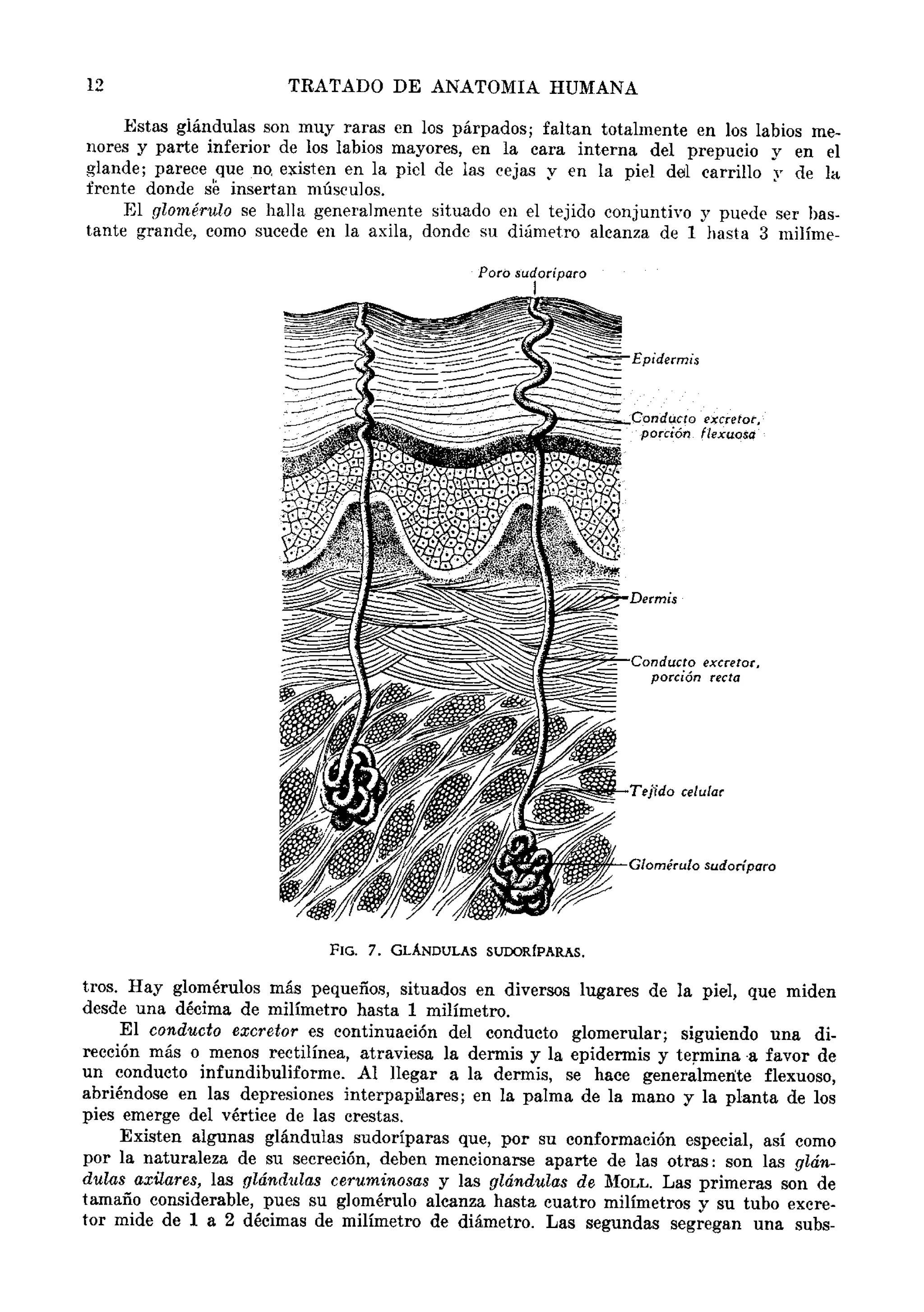Anatomia humana-Quiroz( tomo 1) | PDF