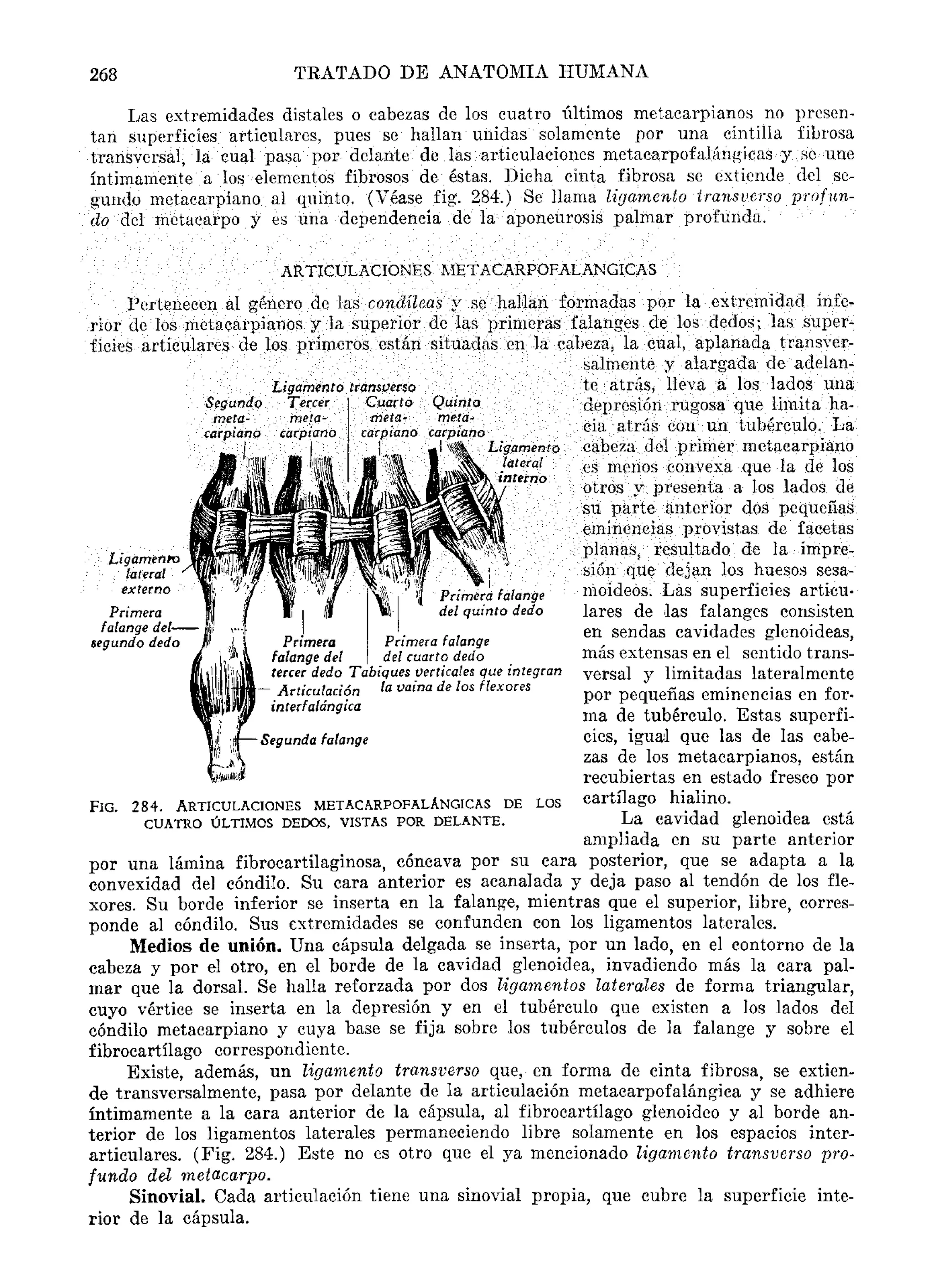 Anatomia humana-Quiroz( tomo 1) | PDF