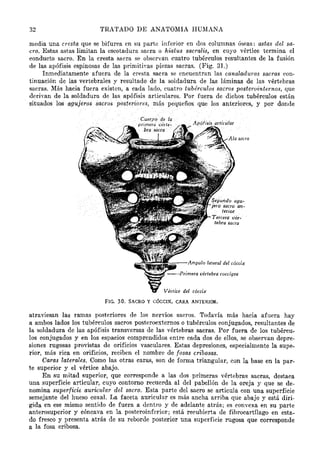 Anatomia humana-Quiroz( tomo 1) | PDF