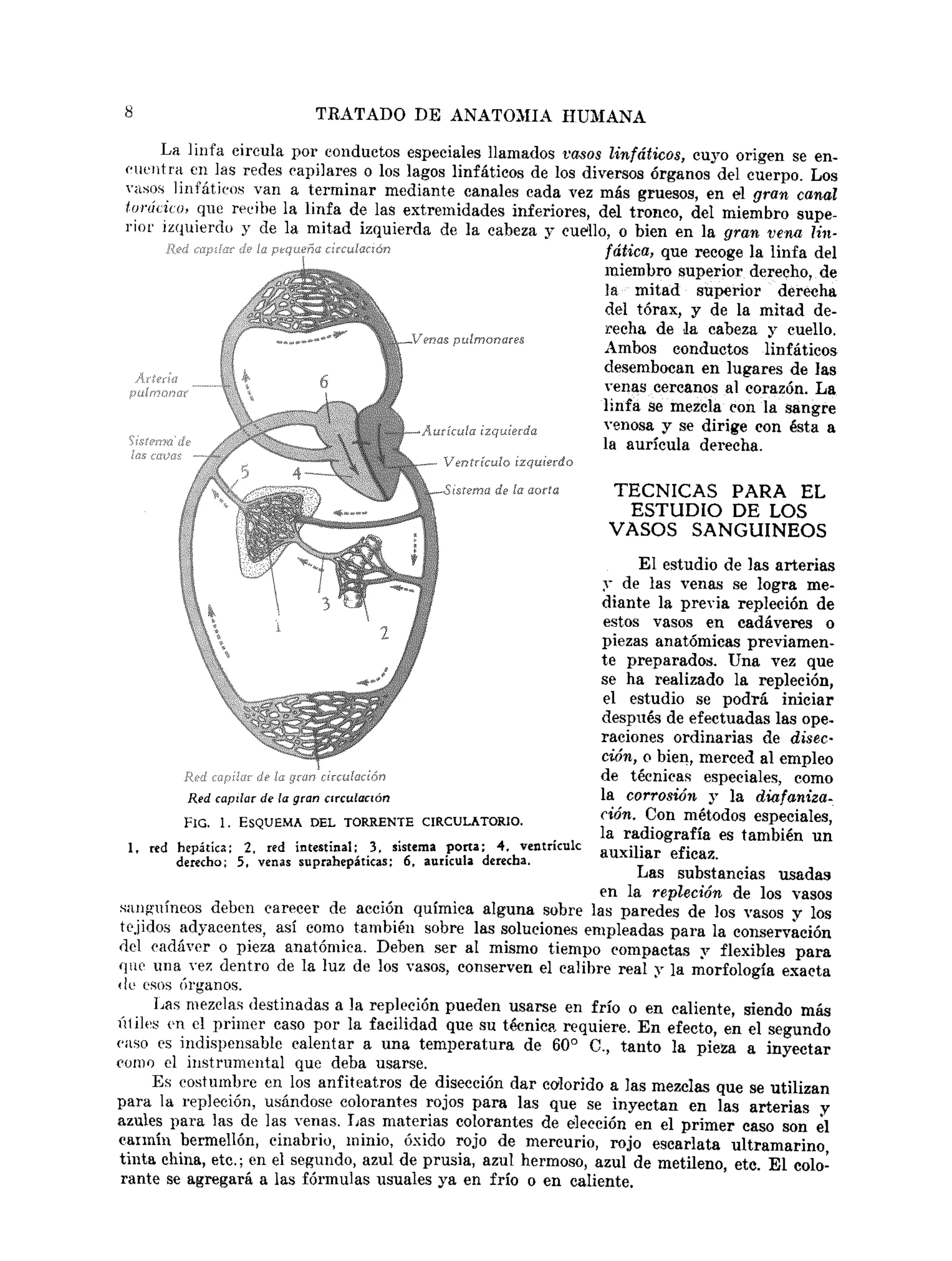 Anatomia humana- Quiroz (tomo 2) | PDF