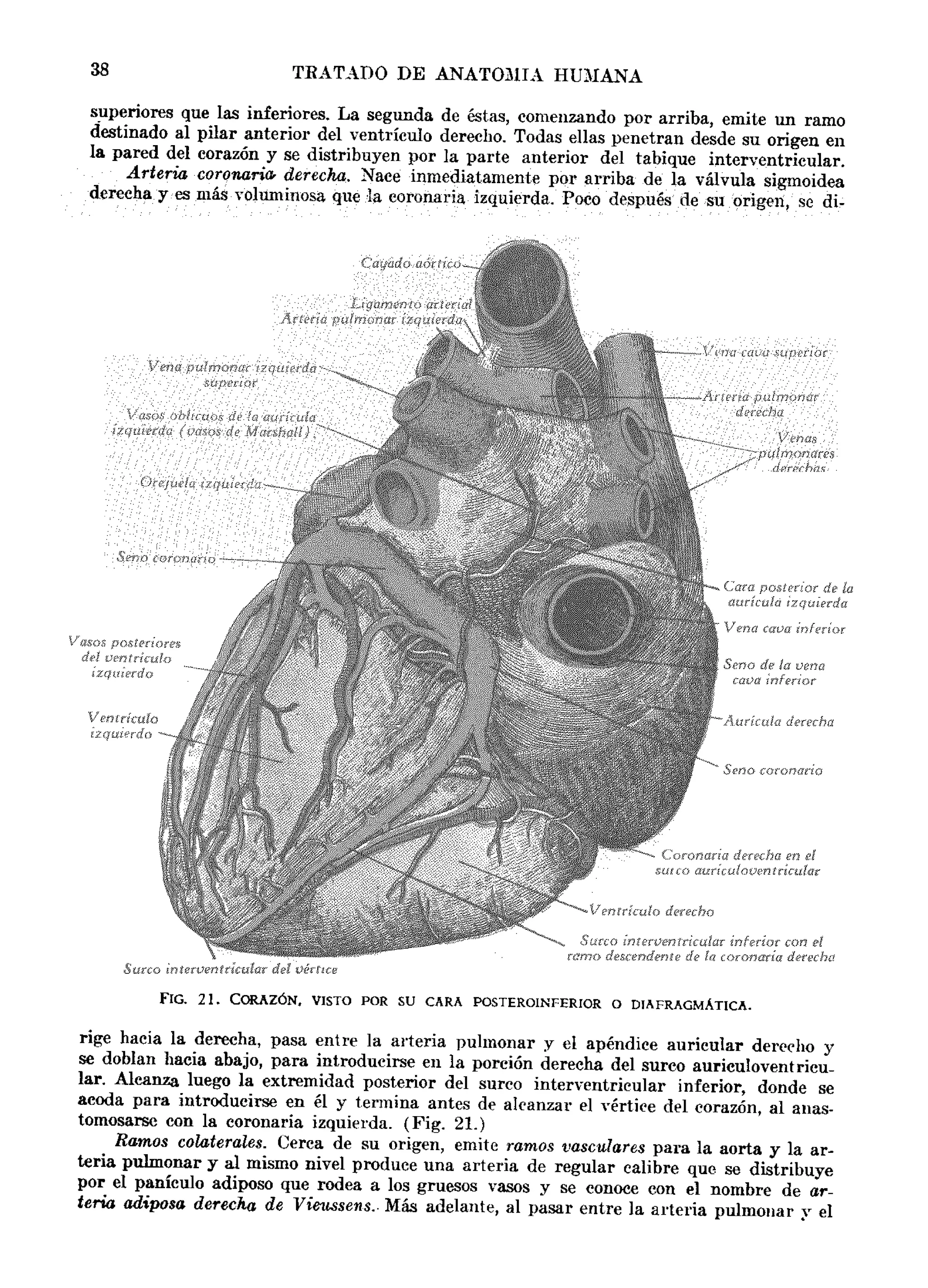 Anatomia humana- Quiroz (tomo 2) | PDF