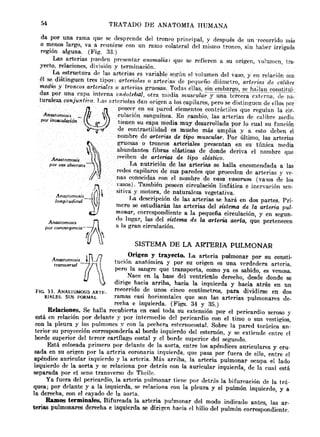 Anatomia humana- Quiroz (tomo 2) | PDF