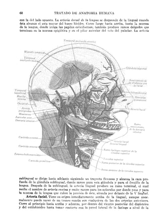 Anatomia humana- Quiroz (tomo 2) | PDF