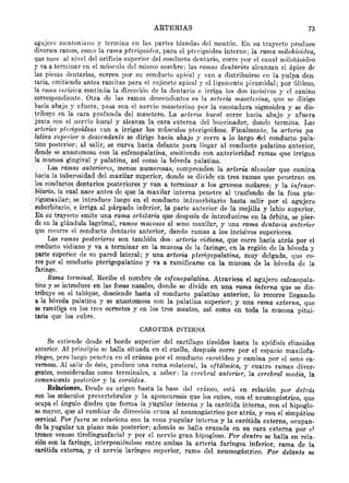 Anatomia humana- Quiroz (tomo 2) | PDF