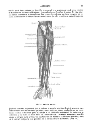 Anatomia humana- Quiroz (tomo 2) | PDF