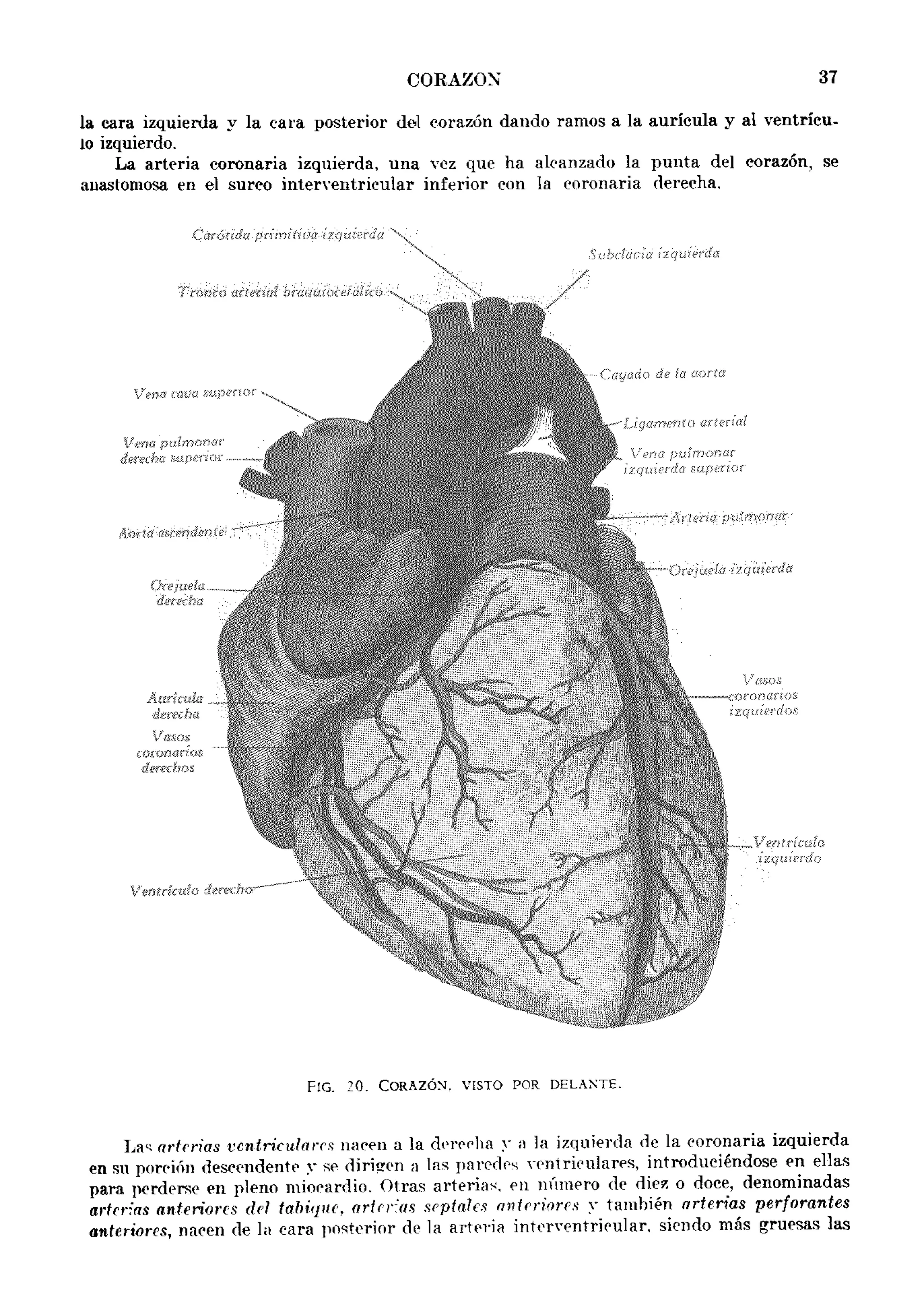 ANATOMIA HUMANA QUIROZ TOMO II | PDF