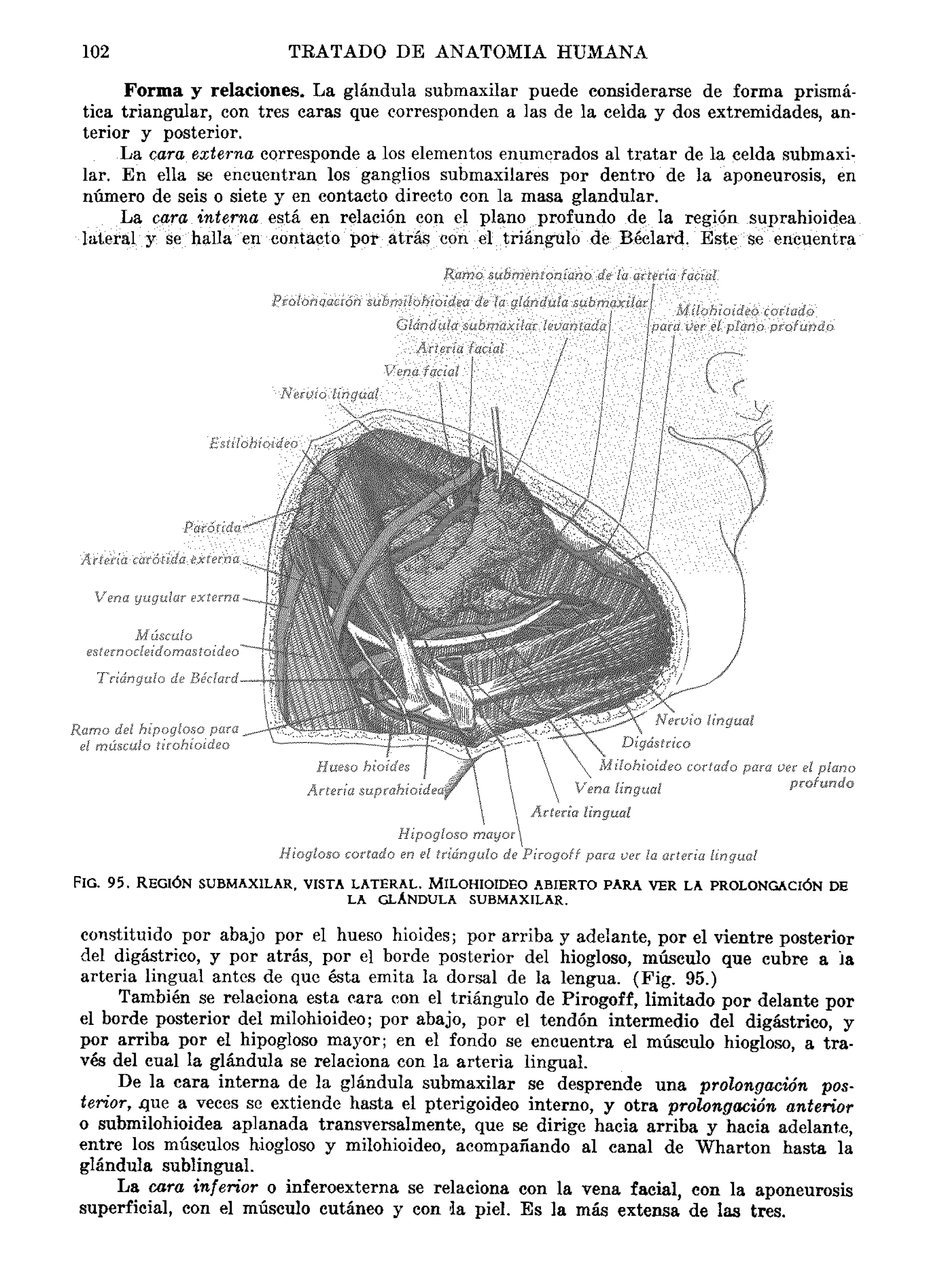 Anatomía humana-Quiroz (tomo 3) | PDF