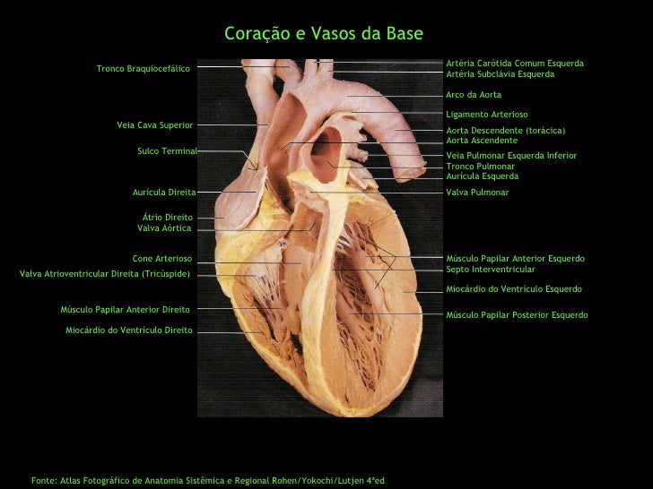 Anatomia Humana Sistema CirculatóRio