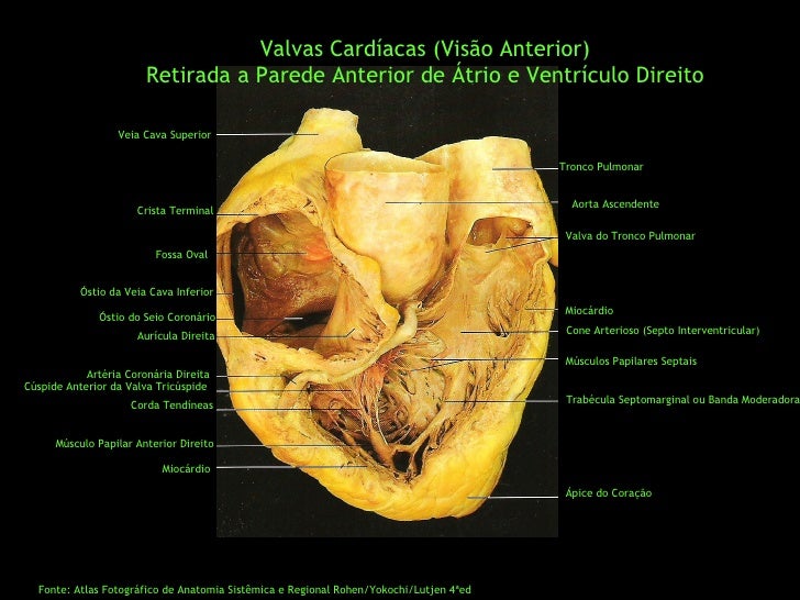 Anatomia Humana Sistema CirculatóRio