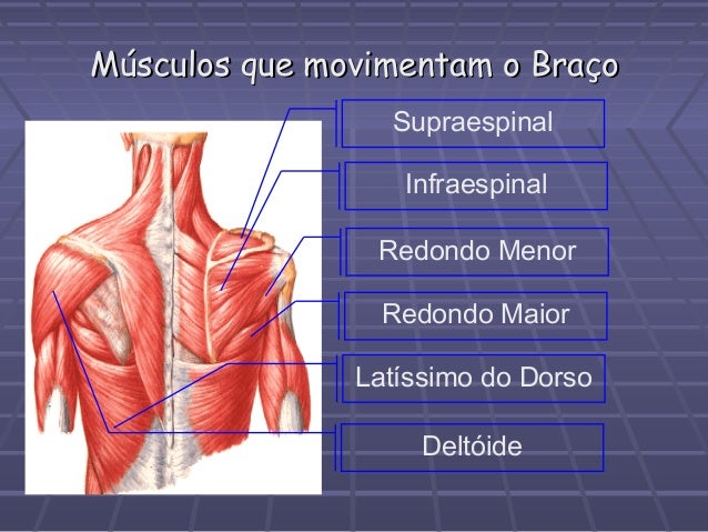 Anatomia i apendicular superior miologia
