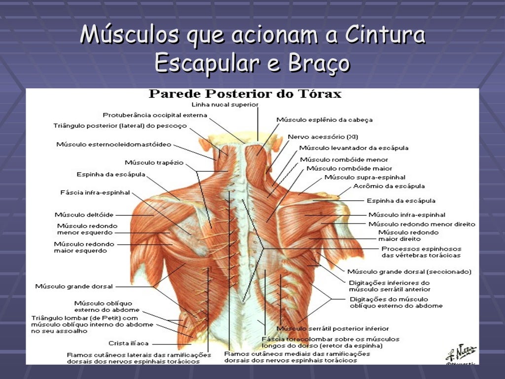 Anatomia i apendicular superior miologia