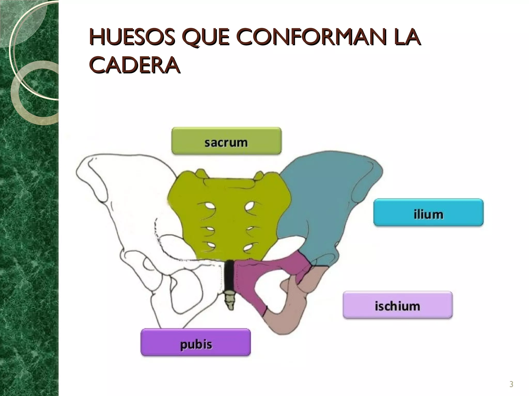 Anatomía I - Huesos de cadera y pelvis | PPT | Physical Therapy | Wellness