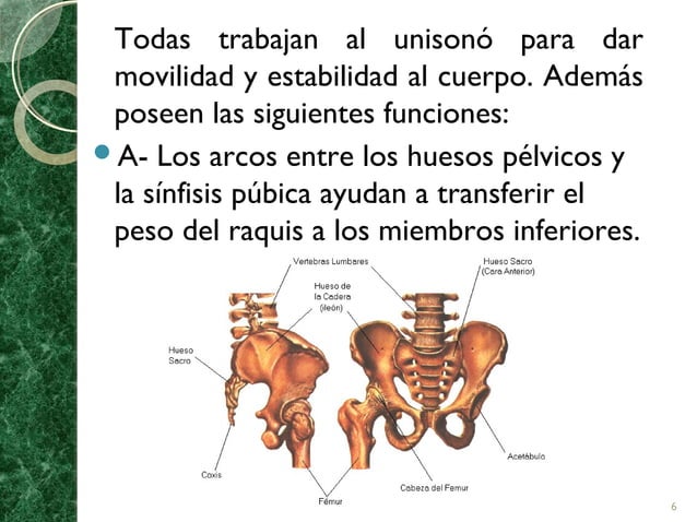 Anatomía I - Huesos de cadera y pelvis | PPT | Physical Therapy | Wellness