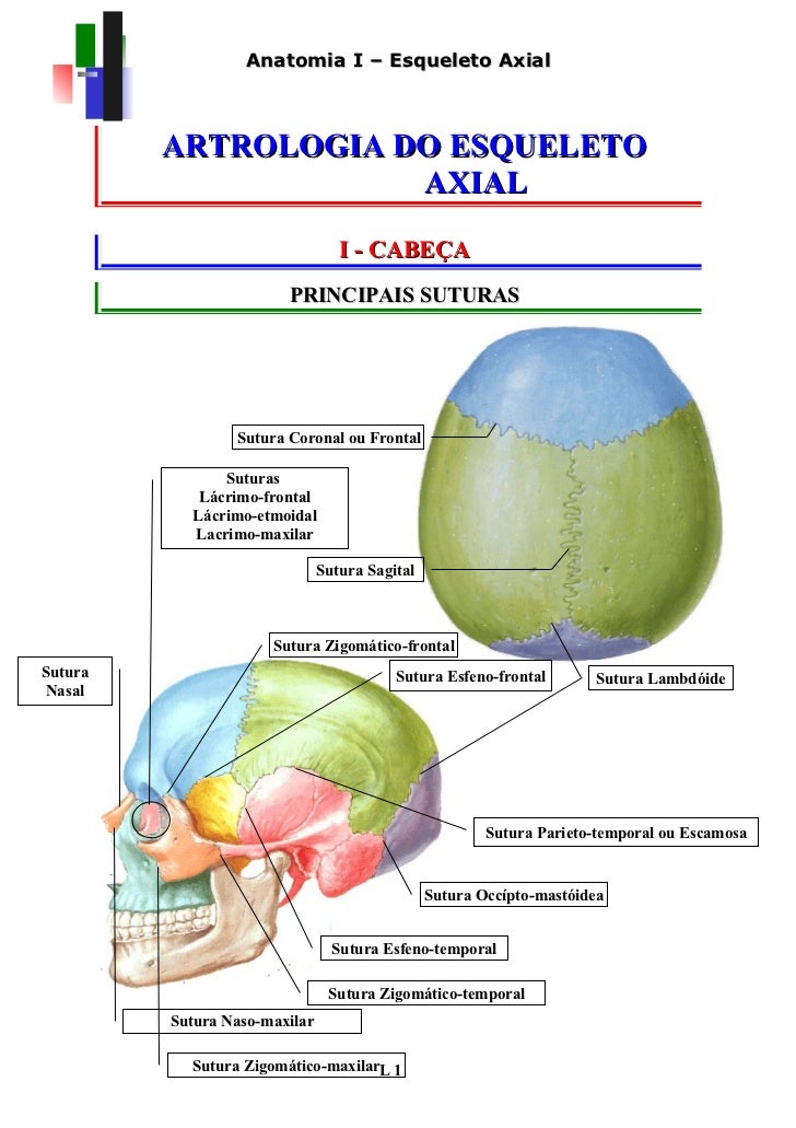 Anatomia i esqueleto axial artrologia