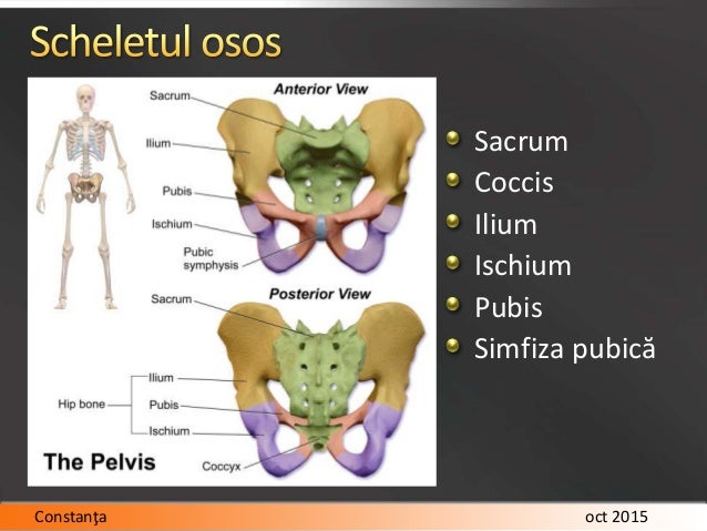Anatomia şi biomecanica bazinului oct 2015
