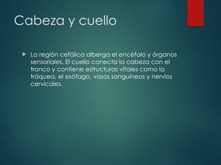 Anatomia_I_Cuerpo_Humano_Presentacion_1.pptx