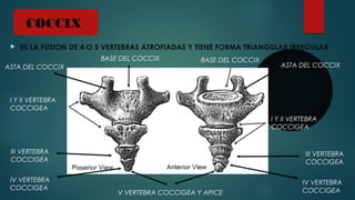 Anatomia ii | ODP