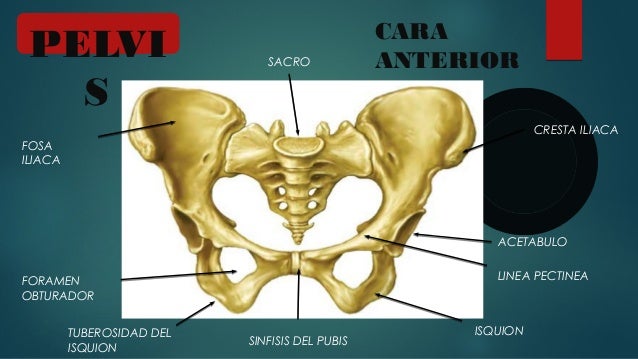 Anatomia ii