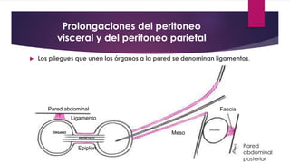 Anatomia II | PPTX