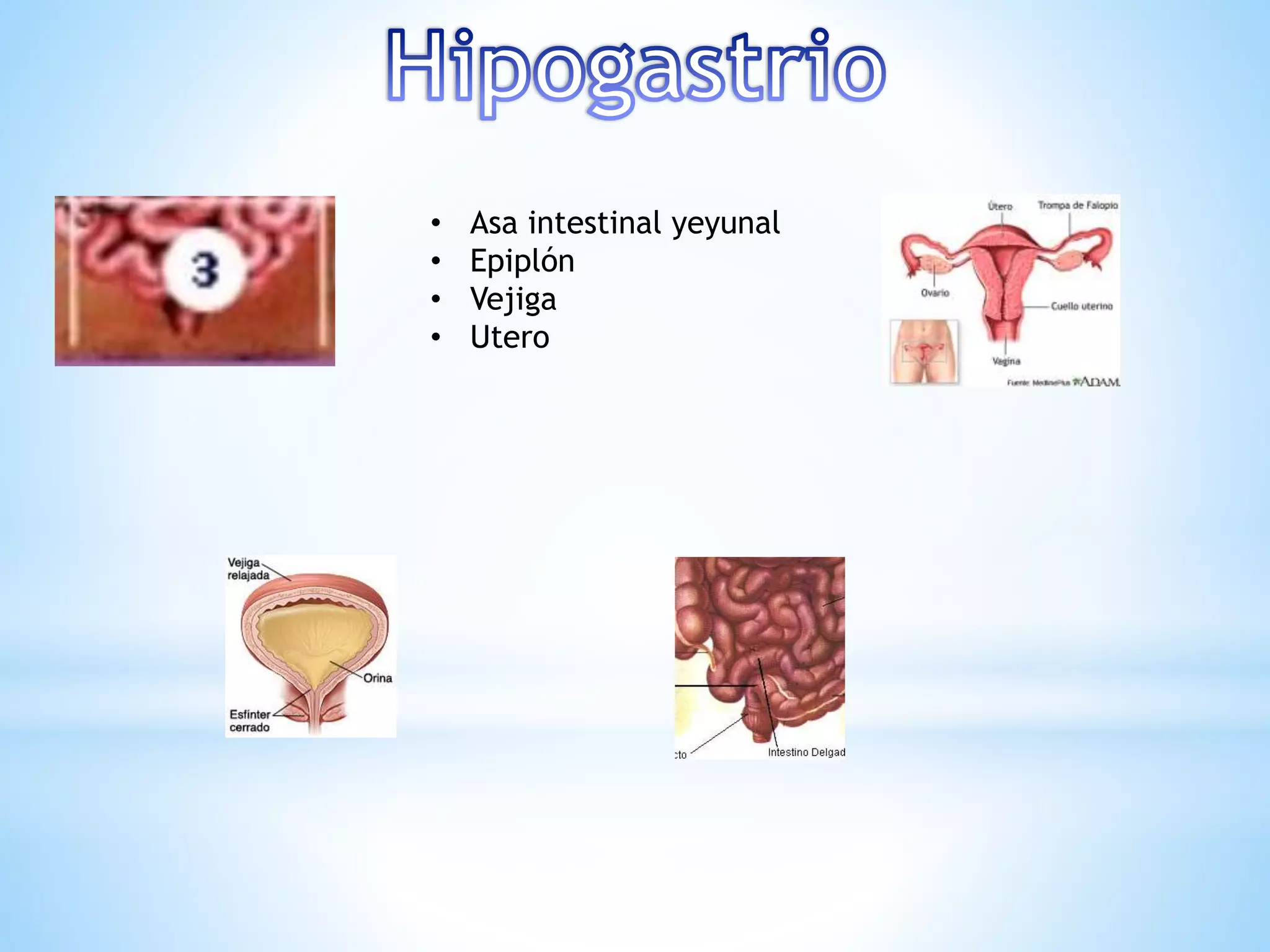Topografia abdominal y anatomia de peritoneo | PPT