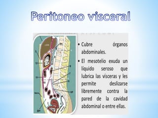 Topografia abdominal y anatomia de peritoneo | PPTX