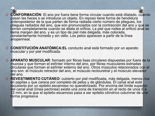 Anatomia ii | PPTX